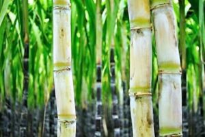 Is MSG Natural? How is MSG Made?